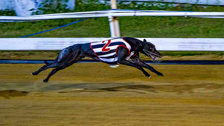 Greyhound Calendar Updates :: Racing Queensland