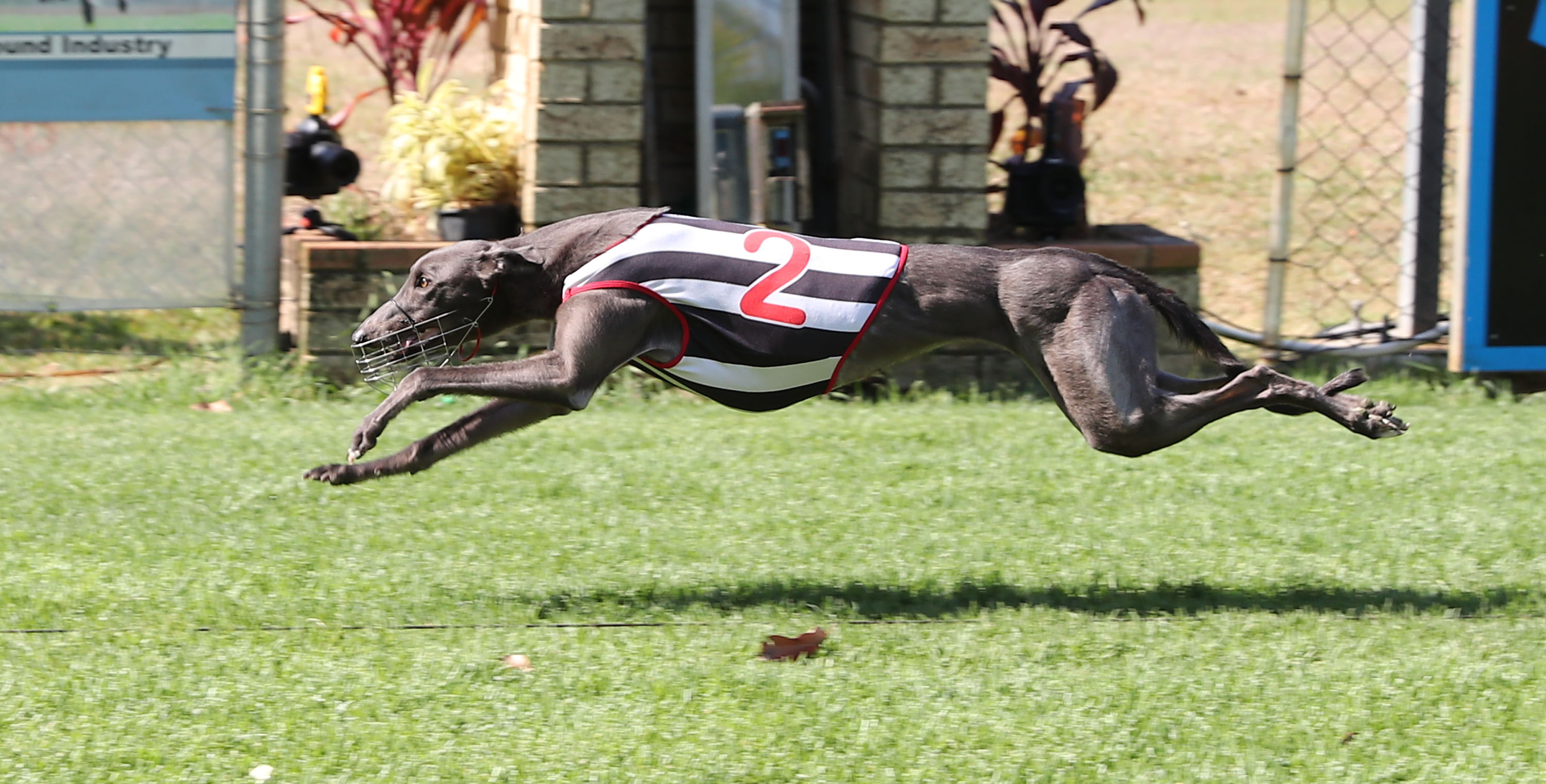 Greyhound BRISGREYS.COM 395m Mon 23 Oct 2023 :: Racing Queensland