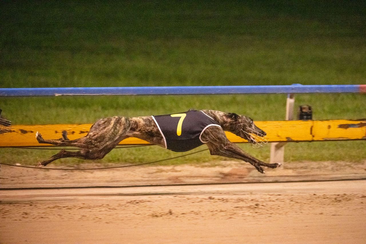 Queensland Thoroughbred, Greyhound and Harness Racing and Results ...