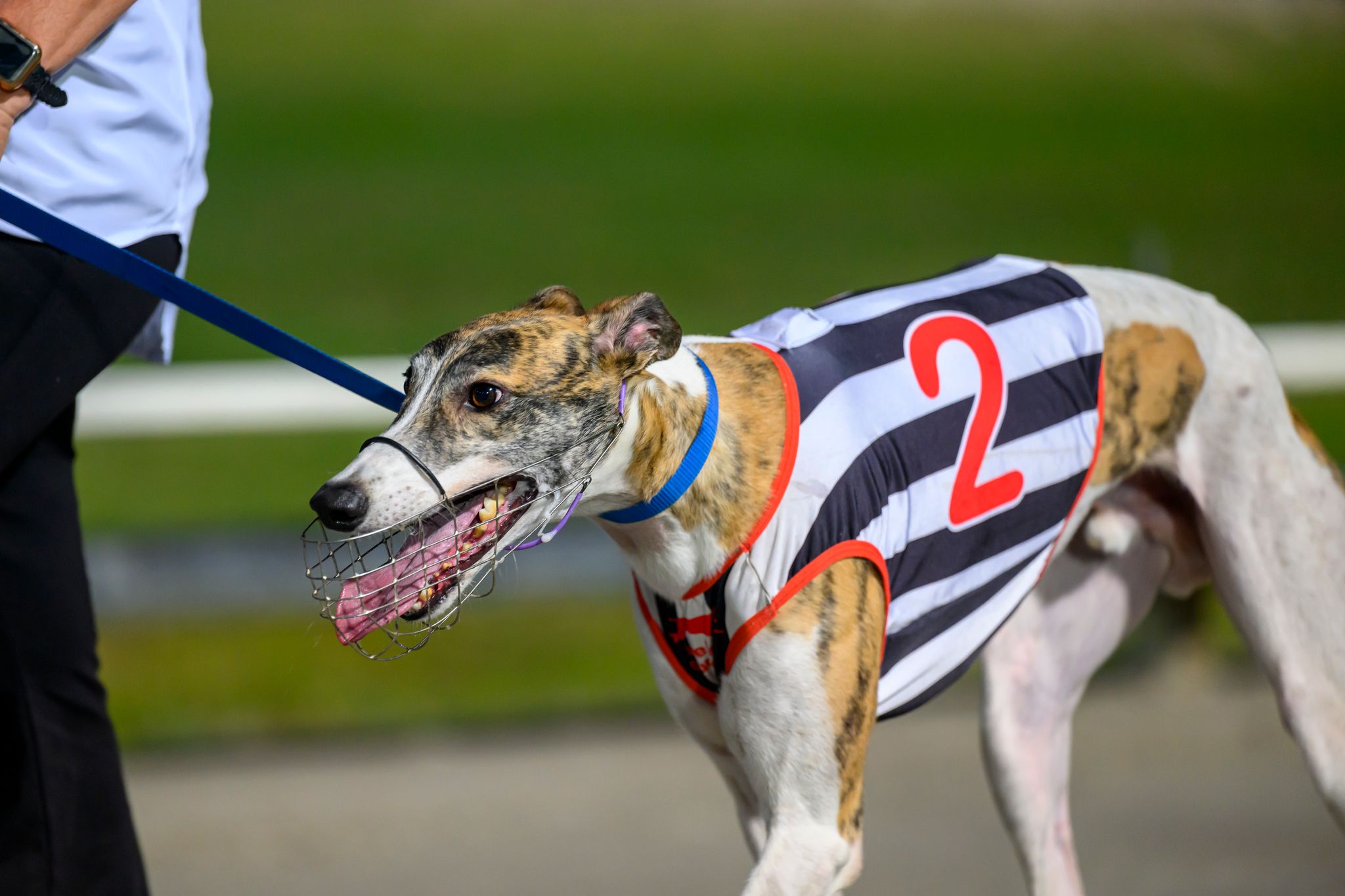 Greyhound Industry Information :: Racing Queensland