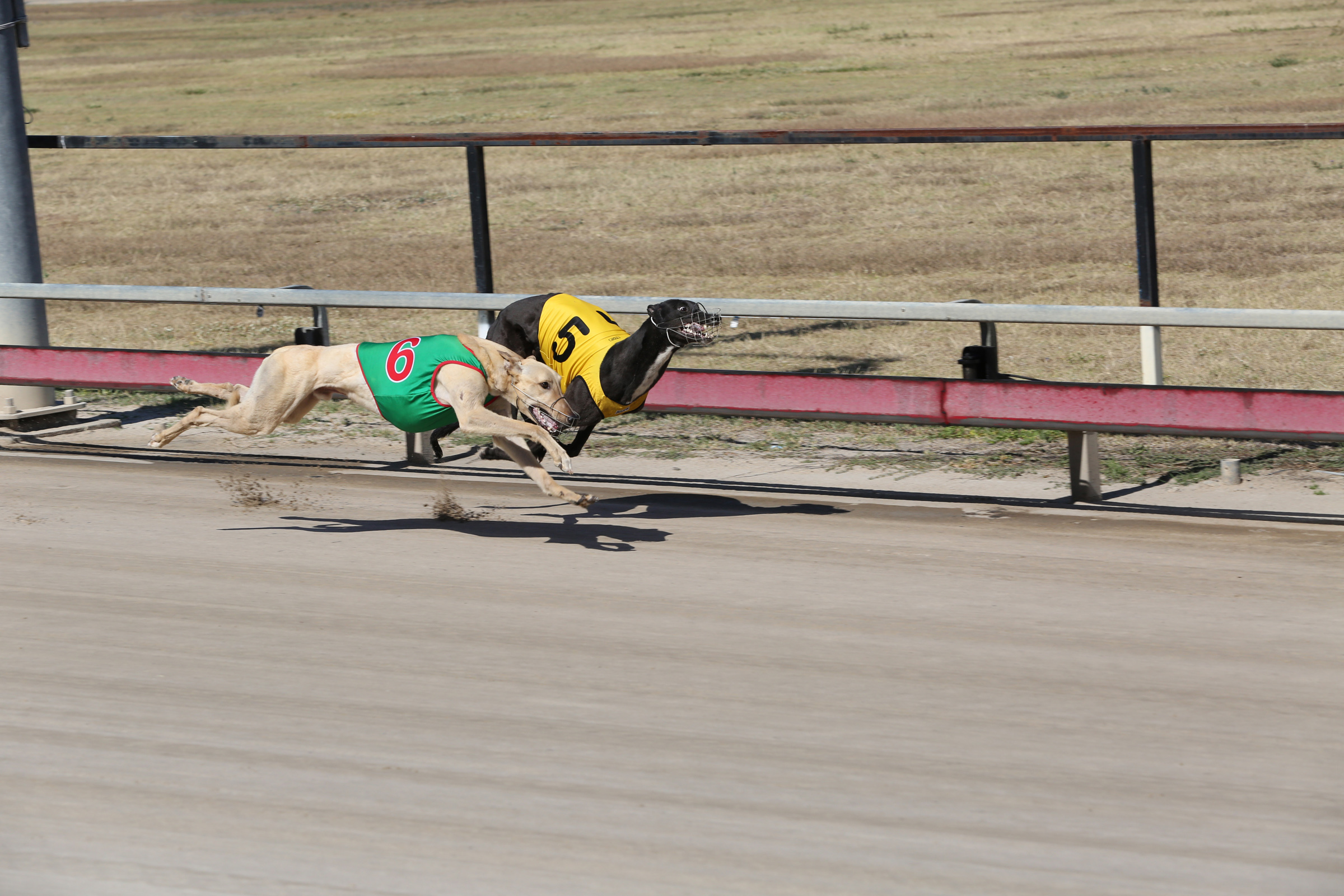 Greyhound :: Racing Queensland