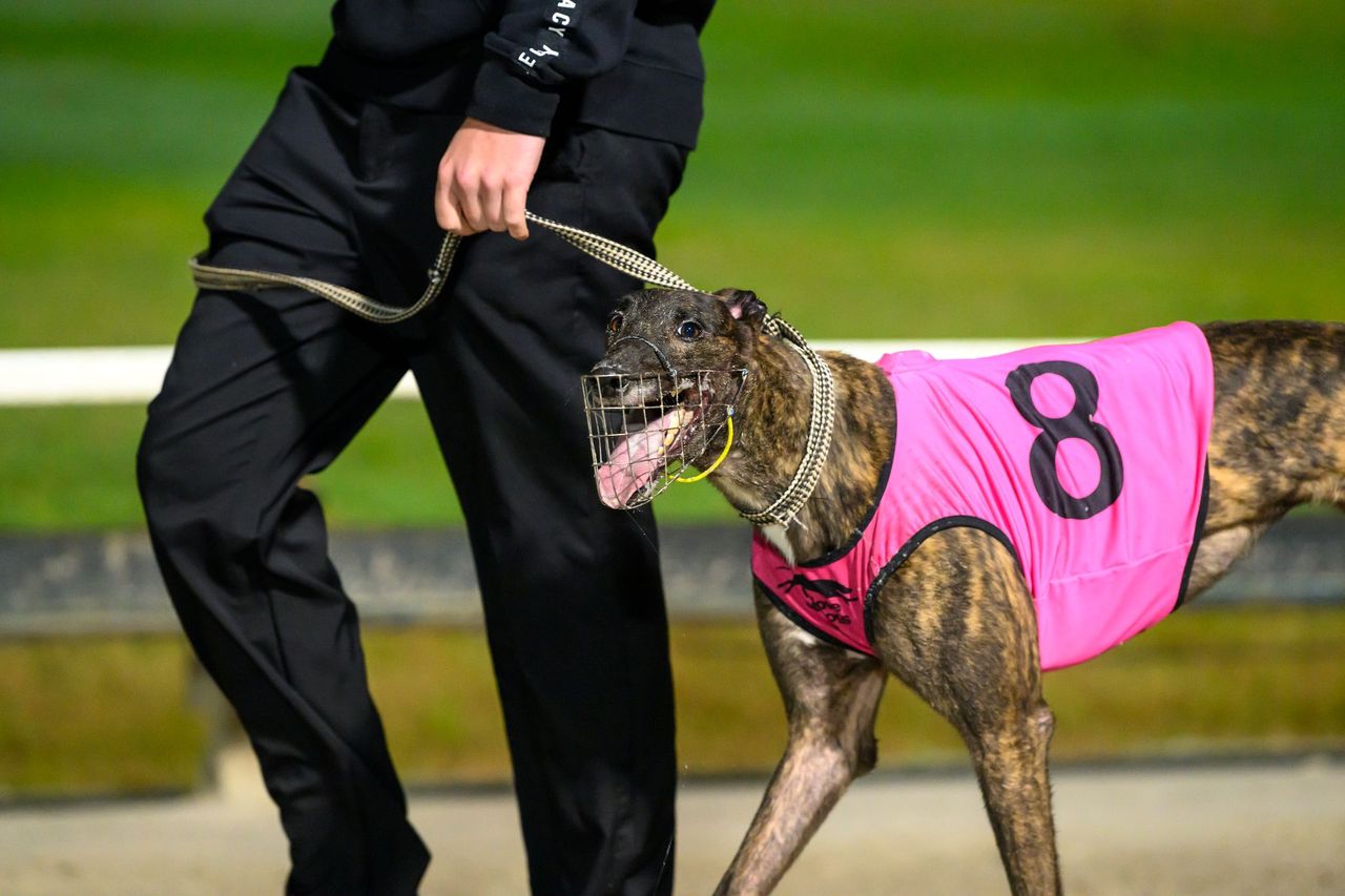 Go Jill Go :: Racing Queensland