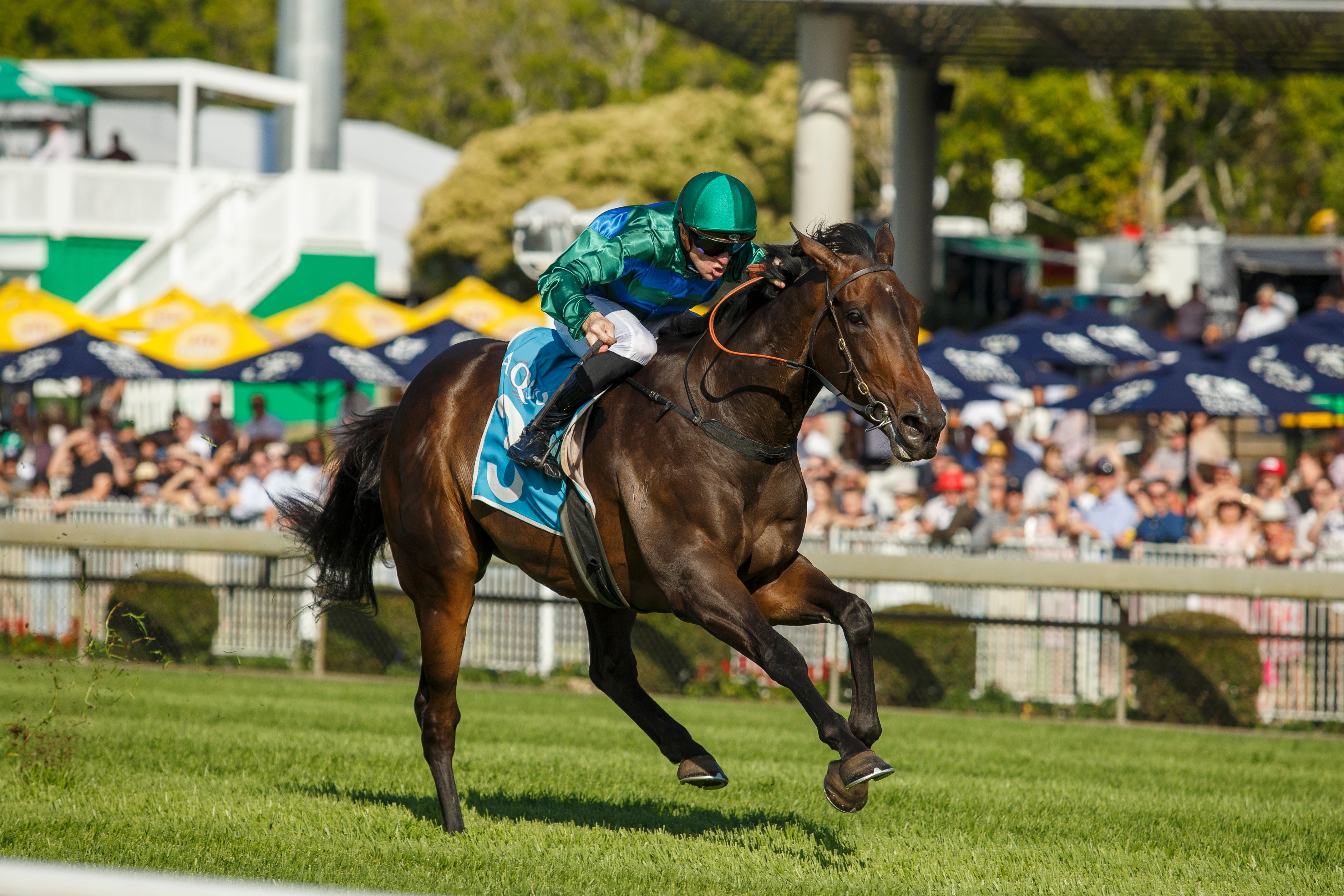 Thoroughbred Industry Information :: Racing Queensland