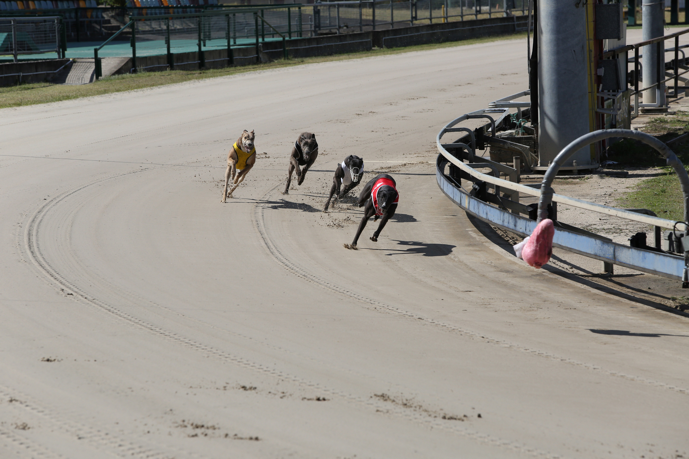 Thoroughbred Industry Information :: Racing Queensland