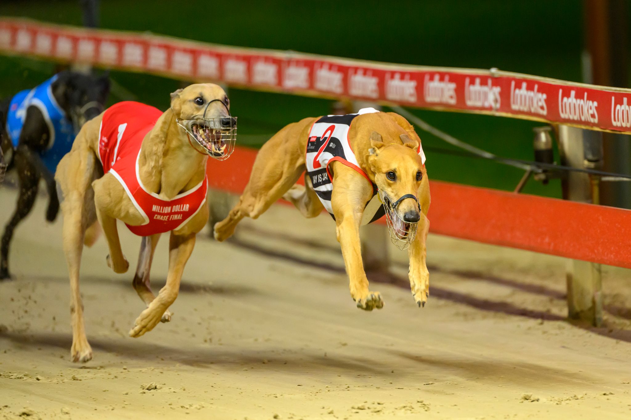 Greyhound BRISGREYS.COM 395m Wed 08 Nov 2023 :: Racing Queensland