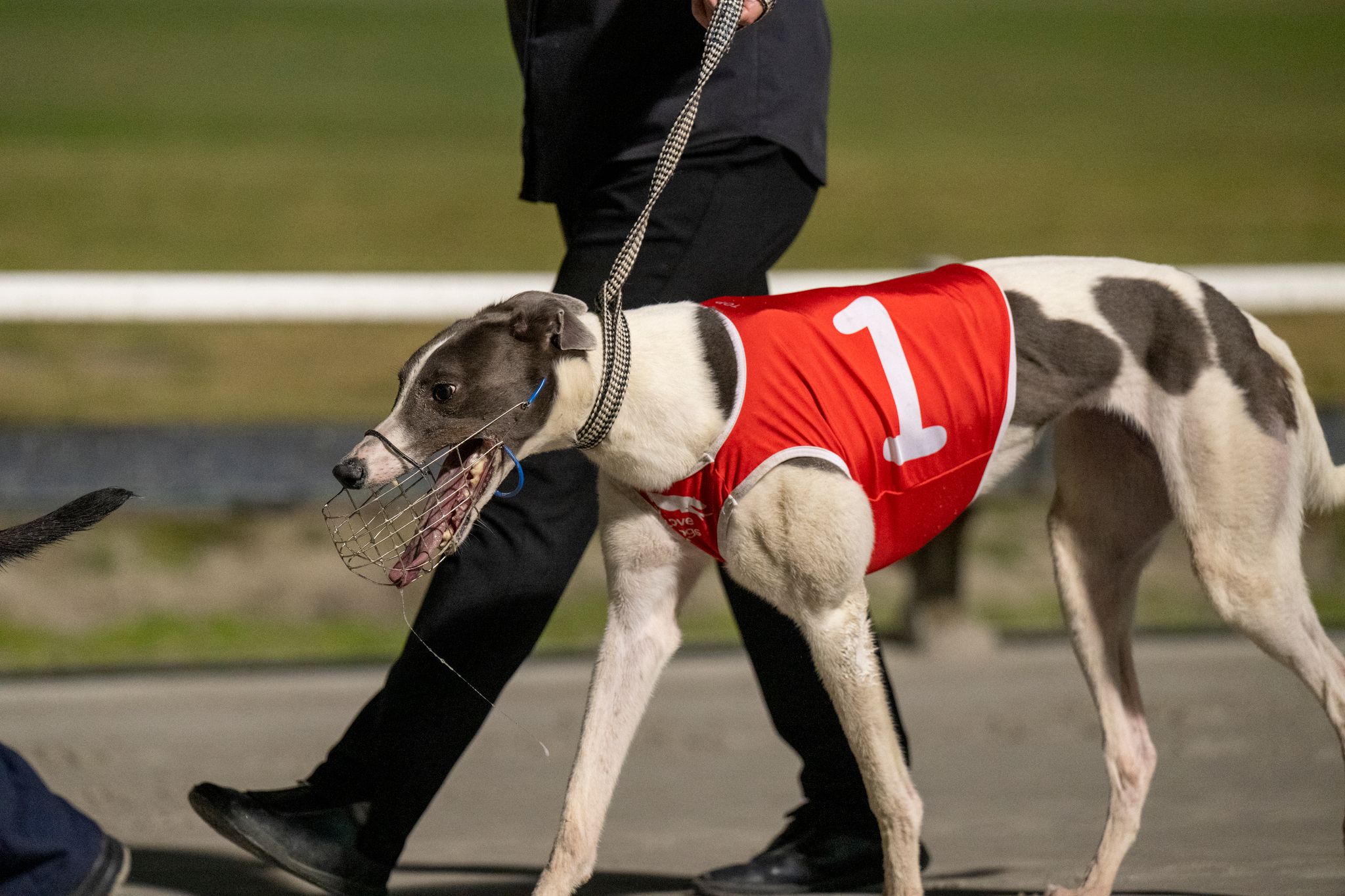 11 November :: Racing Queensland