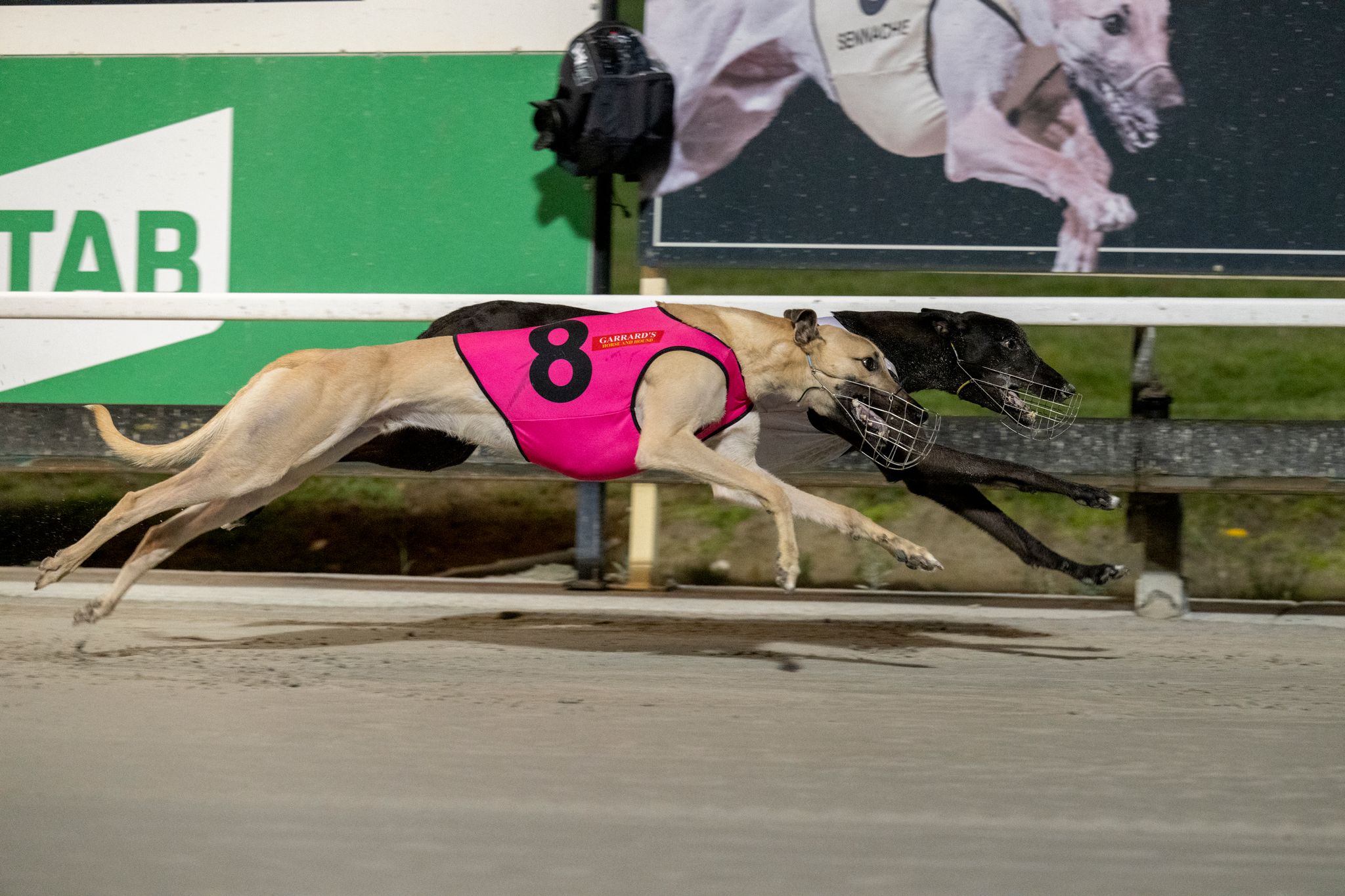 Greyhound Industry Information :: Racing Queensland