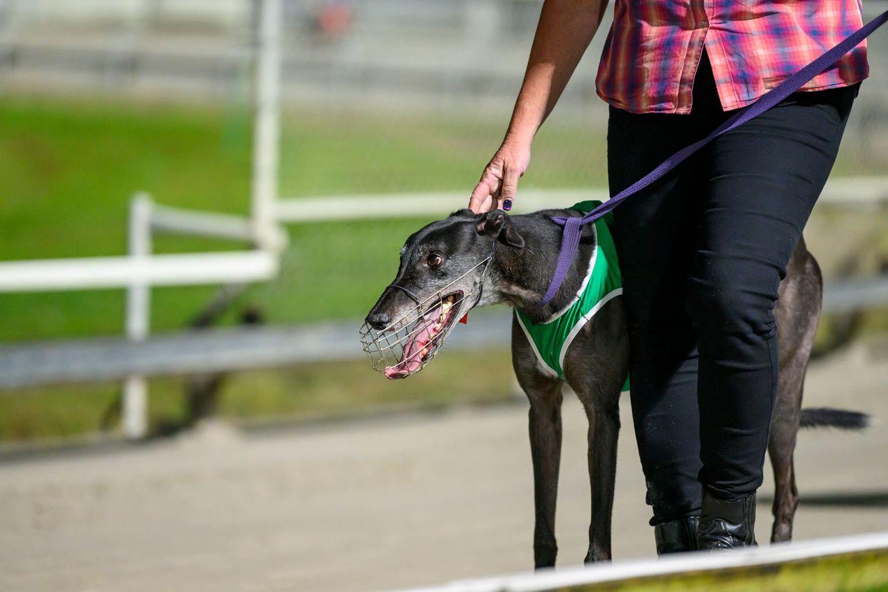 Ready Tiger :: Racing Queensland