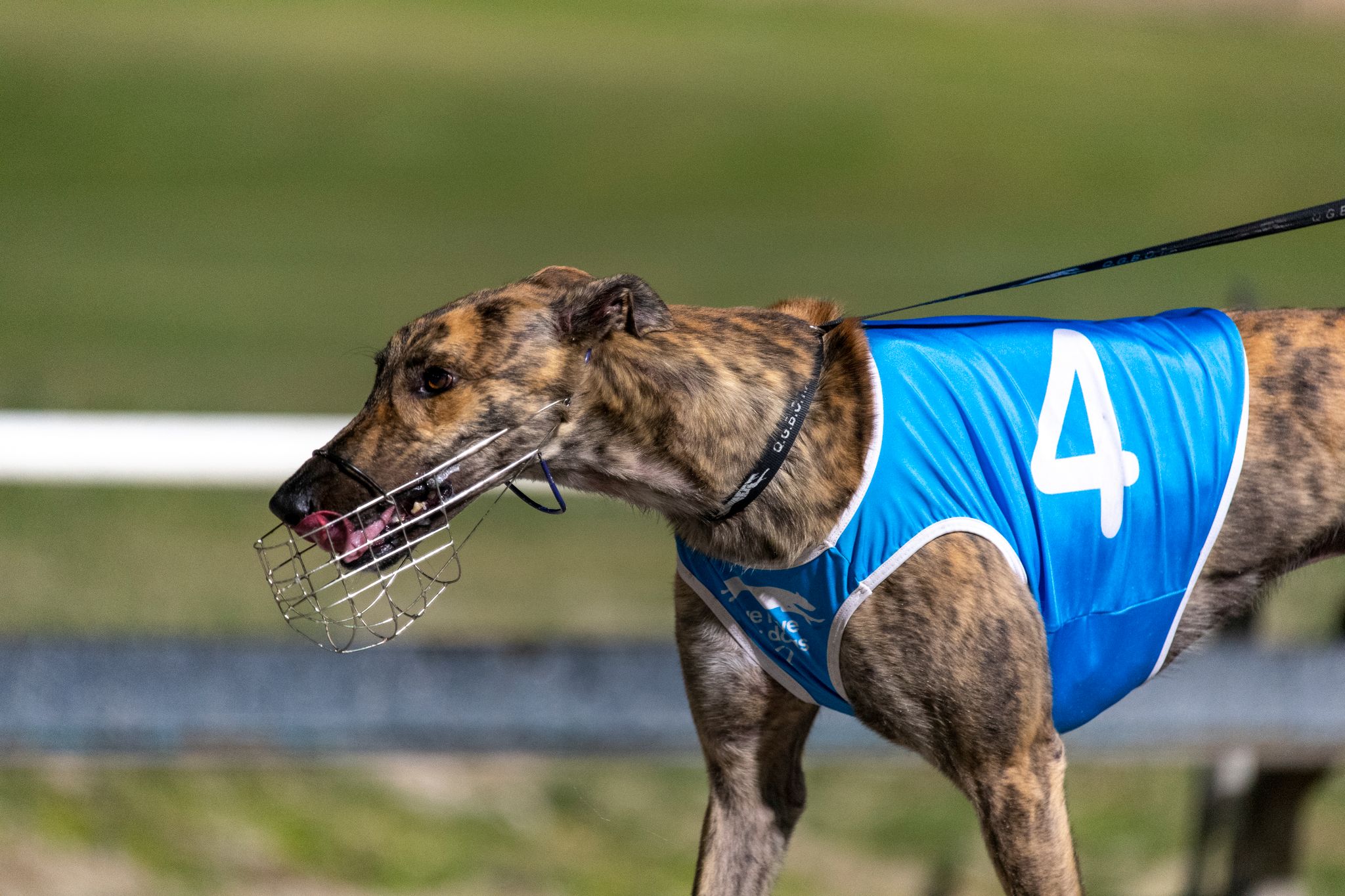 Greyhound WYNNUM HAULAGE 366m Sun 27 Aug 2023 :: Racing Queensland