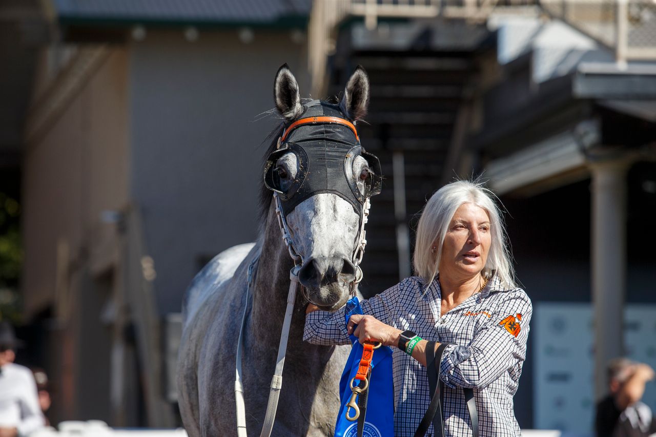 3YO MAIDEN - POLY TRACK 1050m :: Racing Queensland