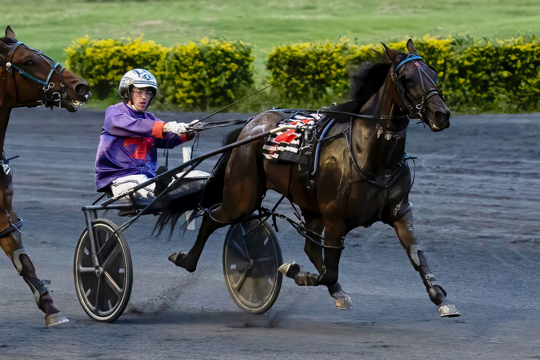 SECTIONAL STARS AND BLACKBOOKERS - JULY 29 :: Racing Queensland