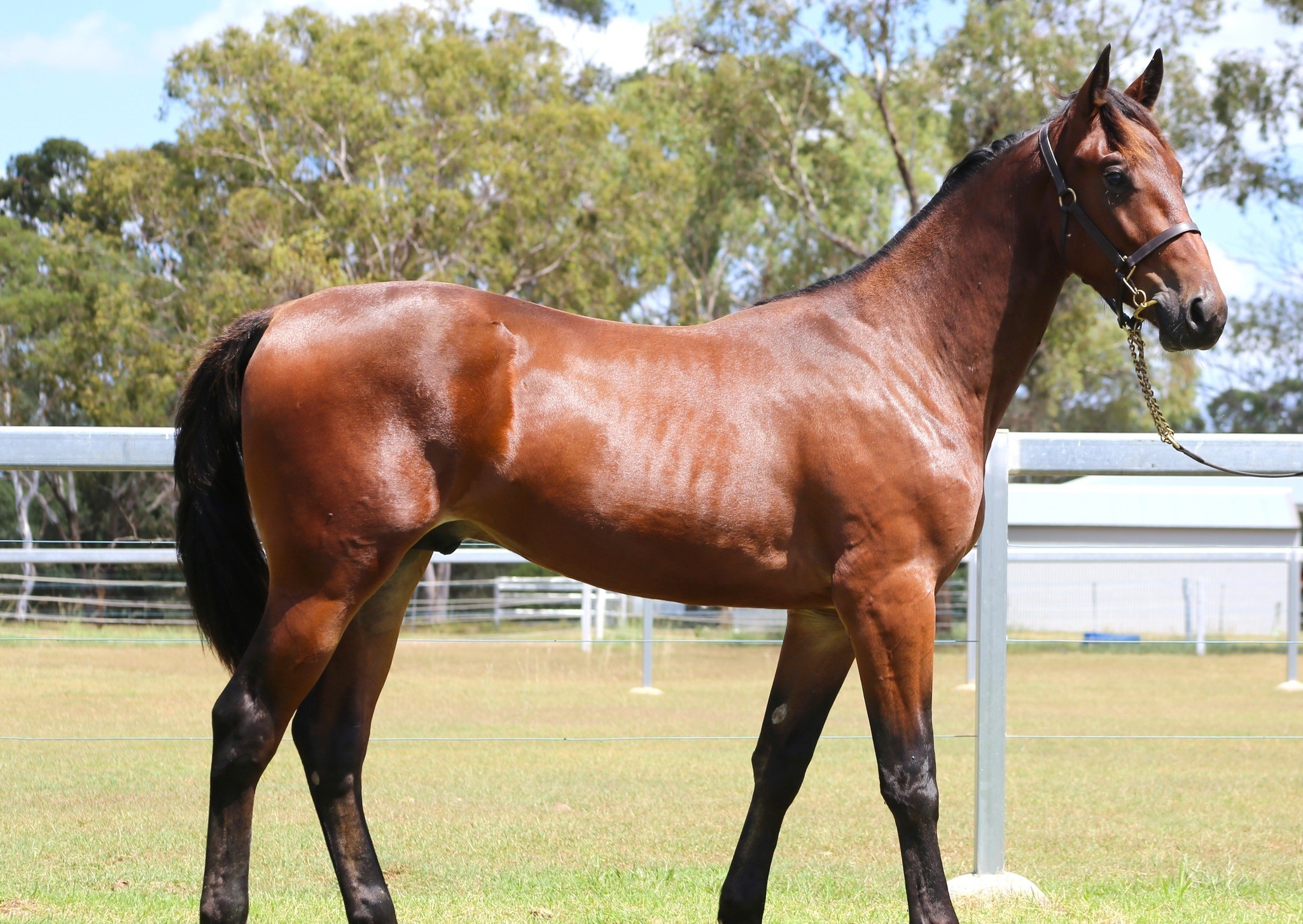 Groovy Day :: Racing Queensland