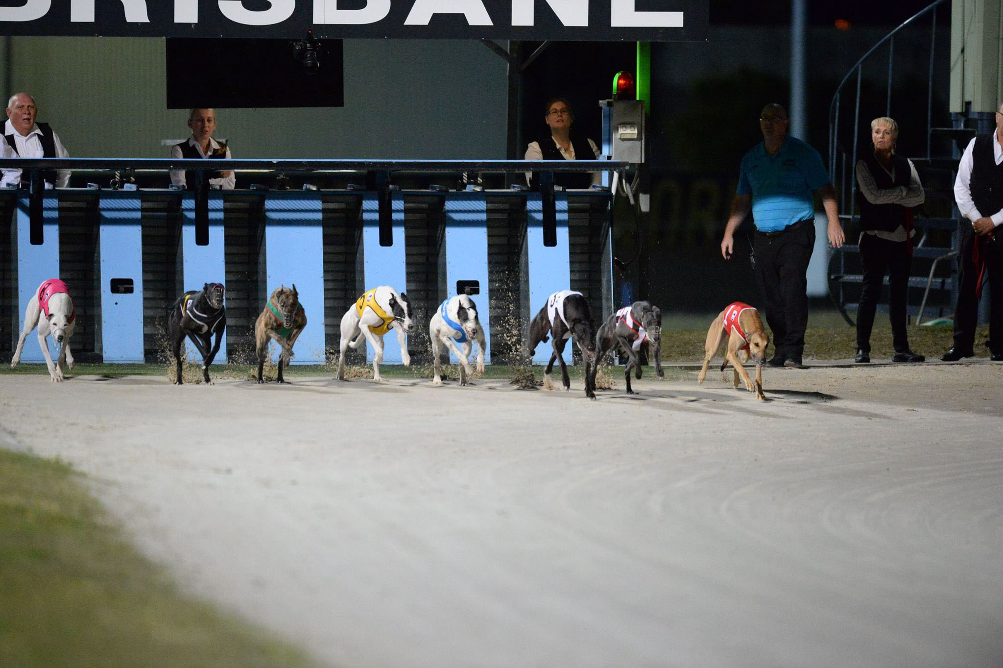 Greyhound :: Racing Queensland