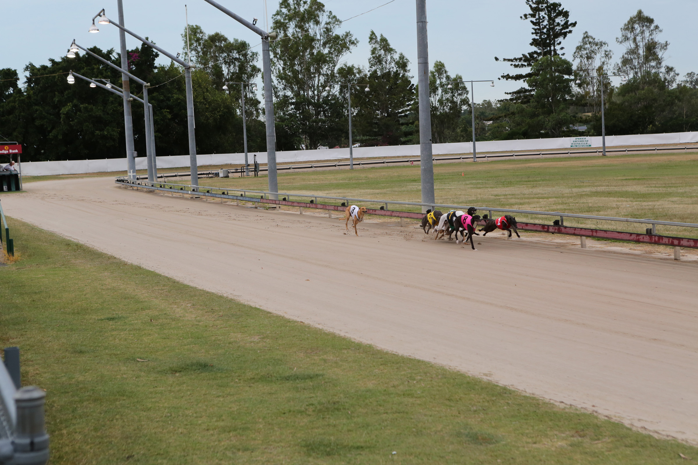 Greyhound :: Racing Queensland