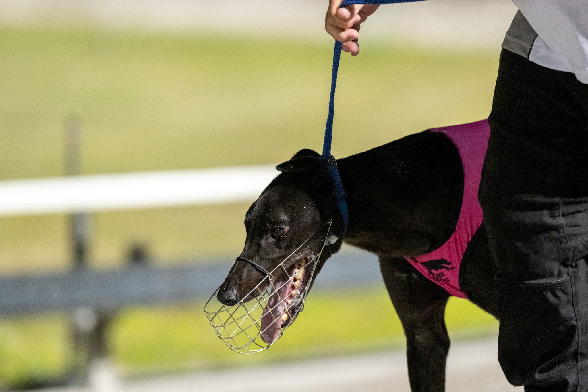 Greyhound TAB Regional Origin Challenge F 520m Thu 15 Jun 2023 ...