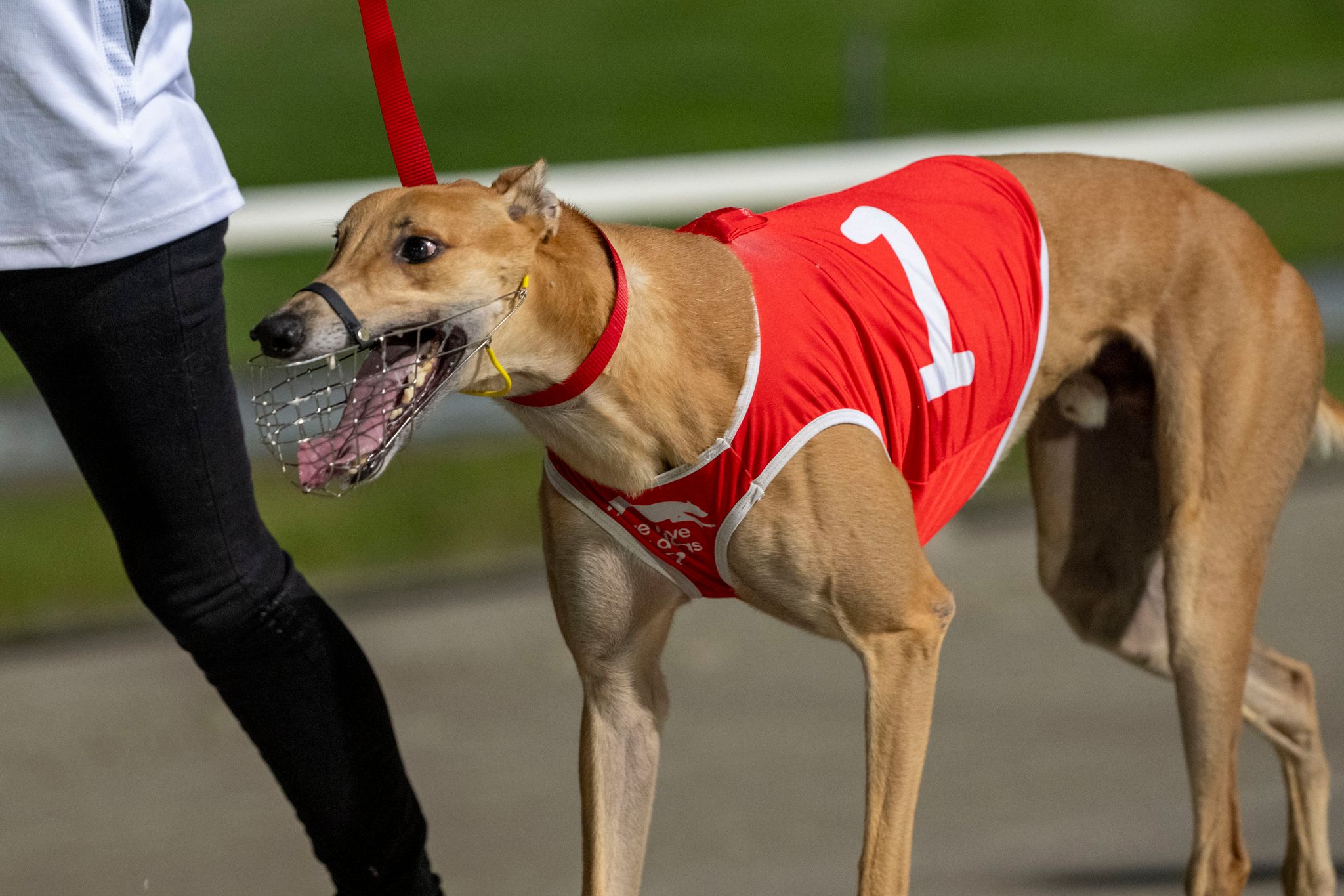 Greyhound Race Planner :: Racing Queensland